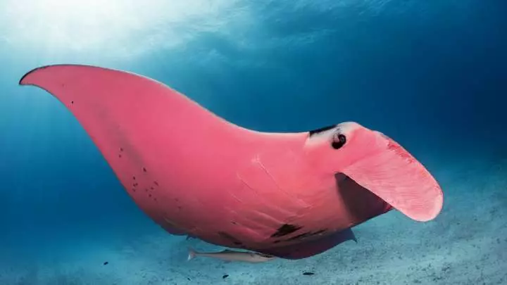 Vackra bilder av världens enda kända rosa manta Ray knäppt i det stora barriärrevet