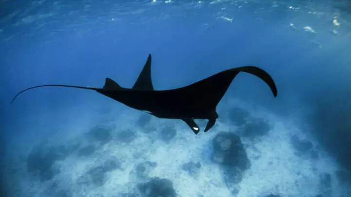 Akanaka Rare Goth Manta Ray Akaonekwa PaGreat Barrier Reef