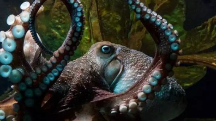 Pulpo astuto hace un escape audaz a través de la tubería de drenaje del acuario hacia el océano Pacífico