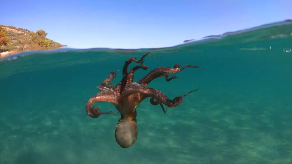 Ma Cotkariya Octopus Exlaqî ye? Aquaculture Dikare Ziyan Bide Jîngehê Her weha Heştpodan 2856_1