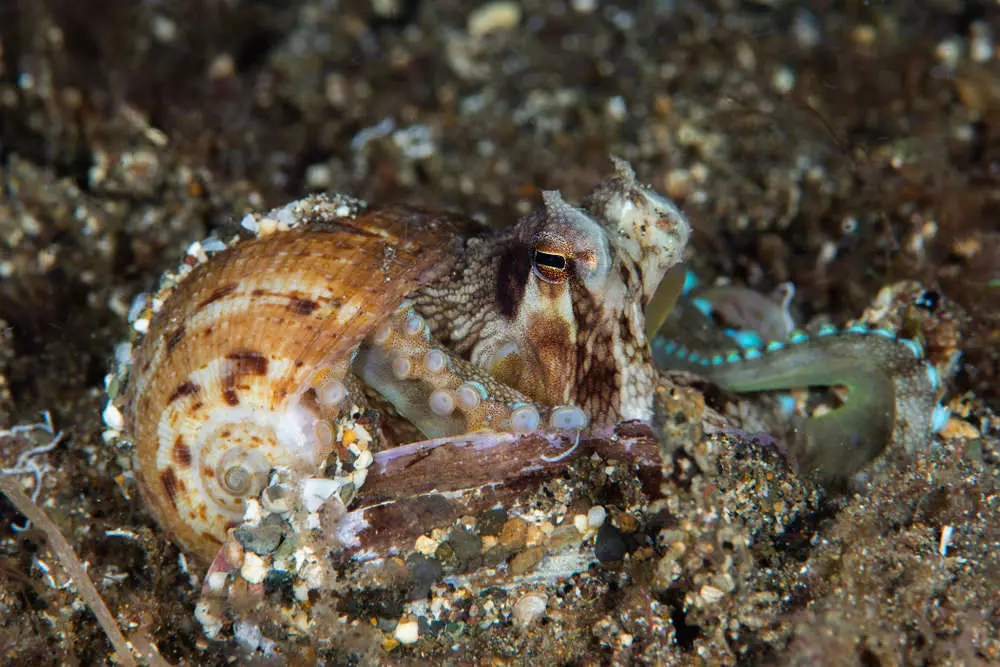 Er blekksprutoppdrett etisk? Akvakultur kan skade miljøet så vel som blekkspruter 2856_3