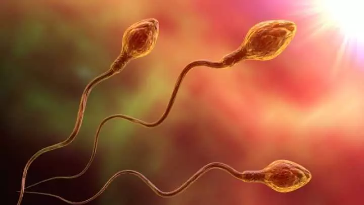 Ndị ọkà mmụta sayensị na-etolite sperm na-arụ ọrụ nke ọma na ụlọ nyocha na-eji cell stem