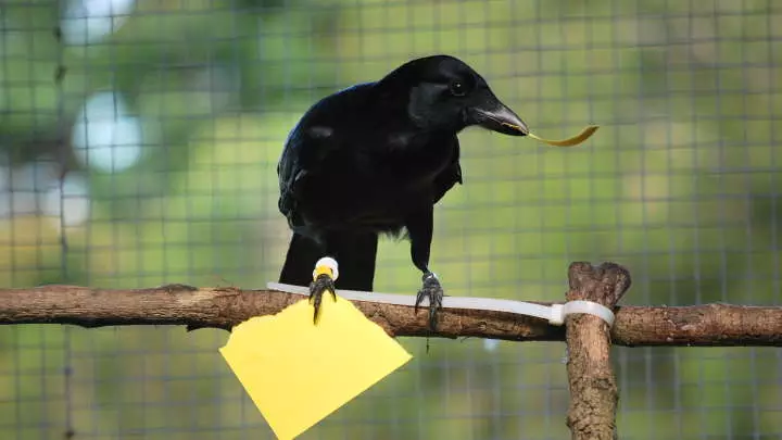 Beobachten Sie, wie diese erstaunliche Vogelart etwas tut, von dem wir dachten, dass nur Menschen es tun könnten