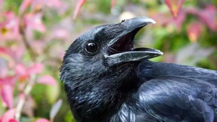 Kwakwalwar Crow Na Tona Asirin Hankalinsu