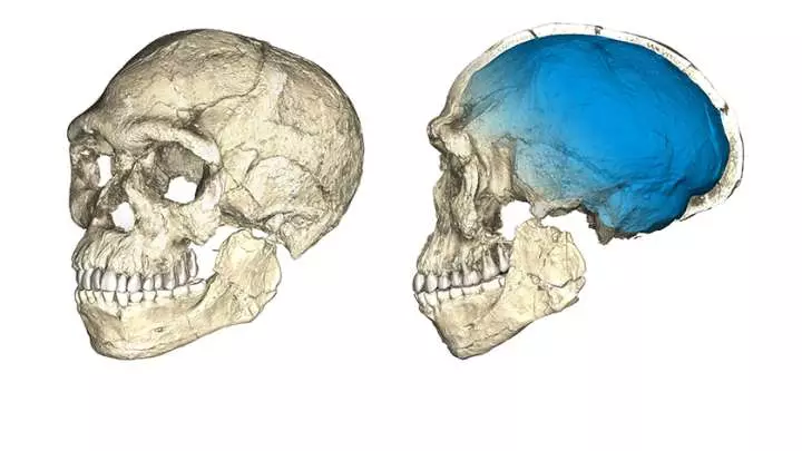 Cele mai vechi fosile umane descoperite recent ne împing originea înapoi cu 100.000 de ani