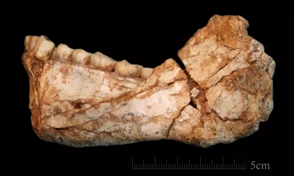 Fosilet më të vjetra njerëzore të sapo zbuluara e shtyjnë origjinën tonë me 100,000 vjet 2914_1