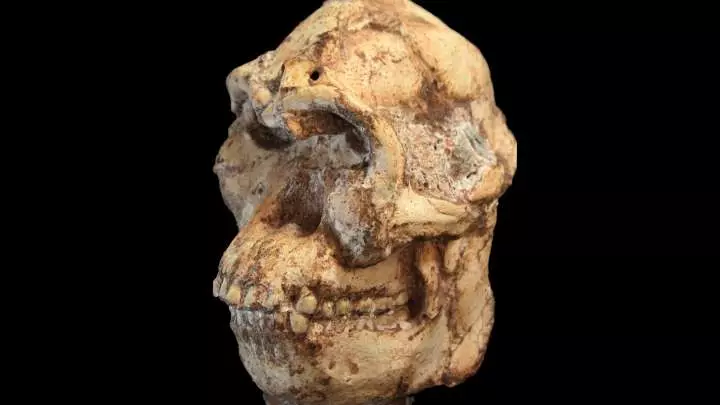 Mund të kemi zbuluar një specie të re të homininëve të lashtë