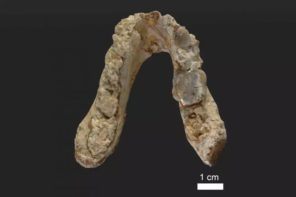 İnsan ve Şempanze Bölünmesi Afrika'da Değil Avrupa'da Gerçekleşmiş Olabilir 2976_1