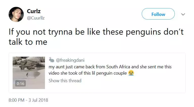 Dizze fideo fan twa fereale pinguïns is sa skattich dat it Twitter hat makke