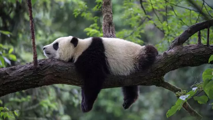 Große Pandas in freier Wildbahn nicht mehr als gefährdet eingestuft, teilt China mit