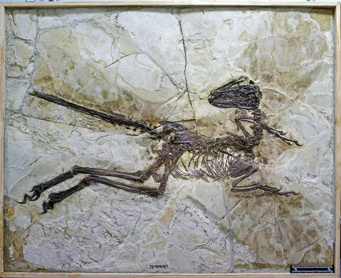 Descubrir un nuevo dinosaurio nos ayudó a probar que los velociraptores tenían plumas 2998_1