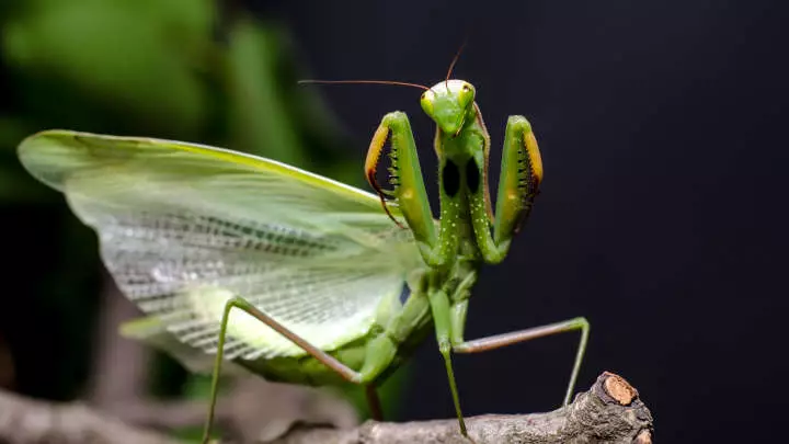 Petróglifo “Squatting Mantis Man” descoberto no Irã mostra metade homem, metade louva-a-deus