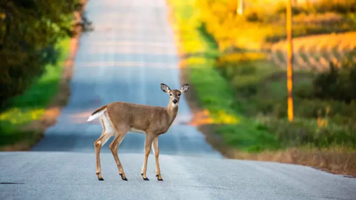 Το COVID-19 In American Deer εγείρει ανησυχίες για το μέλλον της πανδημίας