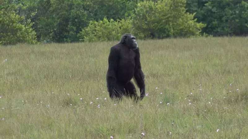 Chimpanzees ayaa markii ugu horeysay la arkay Dilaaga Gorillas 3049_1