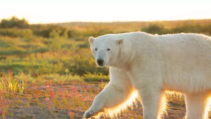 Küresel Isınma, Kuzey Kutbu'nu Yeni Bir İklim Durumuna İtiyor