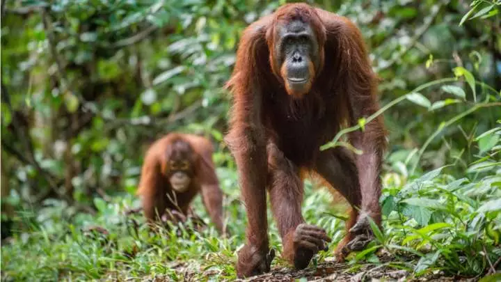 Per primera vegada, s'ha demostrat que els orangutans s'automedicen