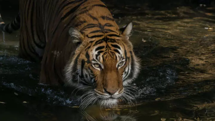 নিউইয়র্ক চিড়িয়াখানায় বাঘ কোভিড-১৯ এর জন্য ইতিবাচক পরীক্ষা করেছে