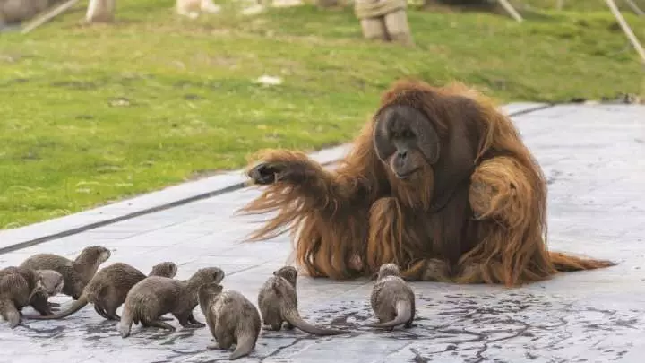 Atura el que estàs fent i mira com aquests amics de llúdriga i orangutan juguen junts