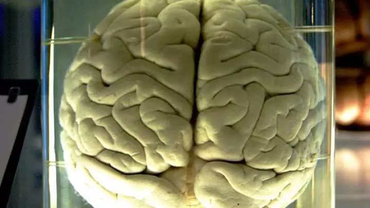 ¿Realmente solo usamos el 10% de nuestro cerebro?