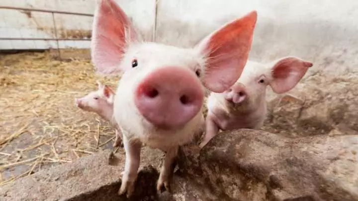 Onderzoekers ontwikkelen genetisch gemodificeerde varkens voor orgaantransplantatie van mens op mens