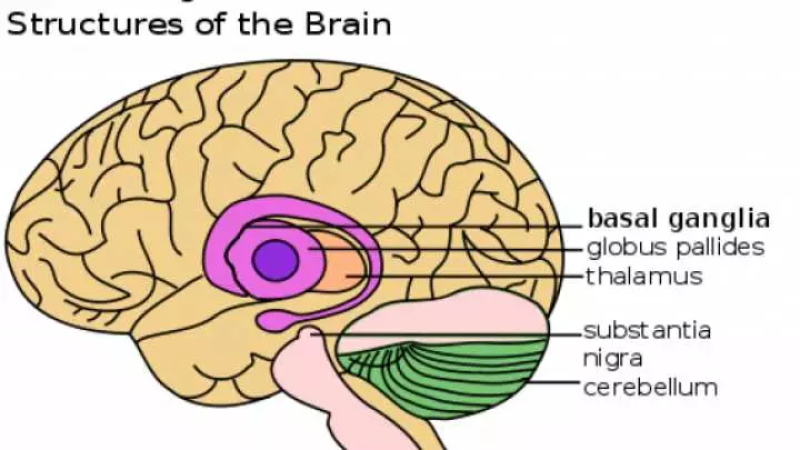 Gehirnstimulation kann das Lernen beim Menschen verändern