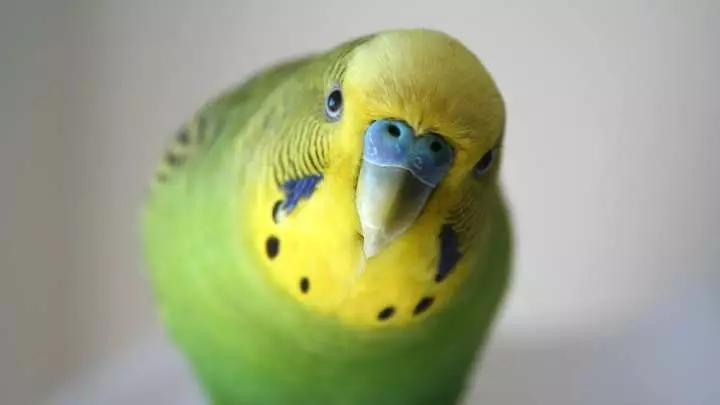 Ang Pagiging Matalino ba ay mapapahiya ka? Ganap - Kung Ikaw ay Isang Budgerigar