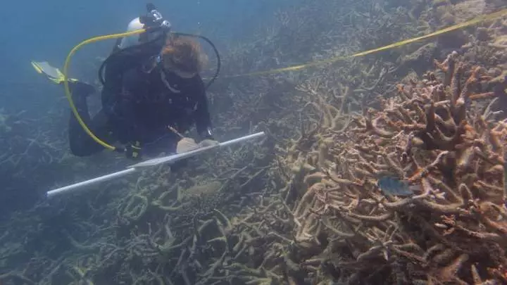 Die helfte van alle koraal in die Noordelike Groot Koraalrif is sedert 2016 dood, en dit is onwaarskynlik dat dit ooit sal herstel
