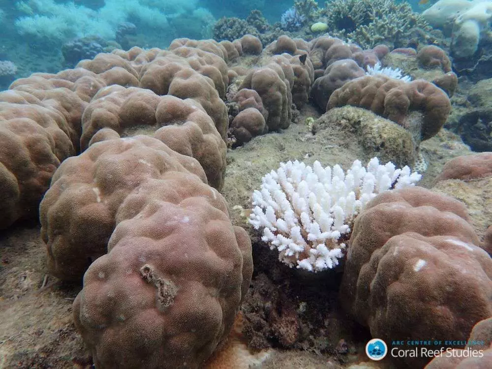 ناردرن گریٹ بیریئر ریف میں تمام مرجانوں کا نصف 2016 سے مر چکا ہے، اور اس کے کبھی ٹھیک ہونے کا امکان نہیں ہے۔ 310_1