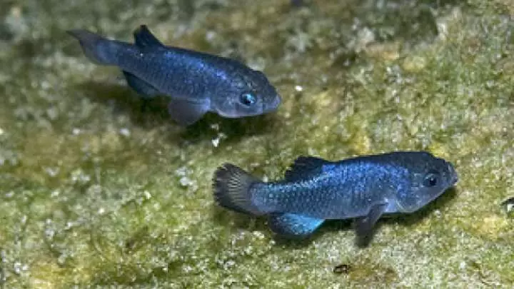 독특한 데스 밸리 물고기는 불과 몇 백년 전에 진화했습니다.