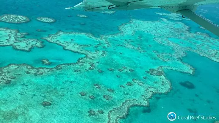 大堡礁最新的白化事件是迄今為止最廣泛的