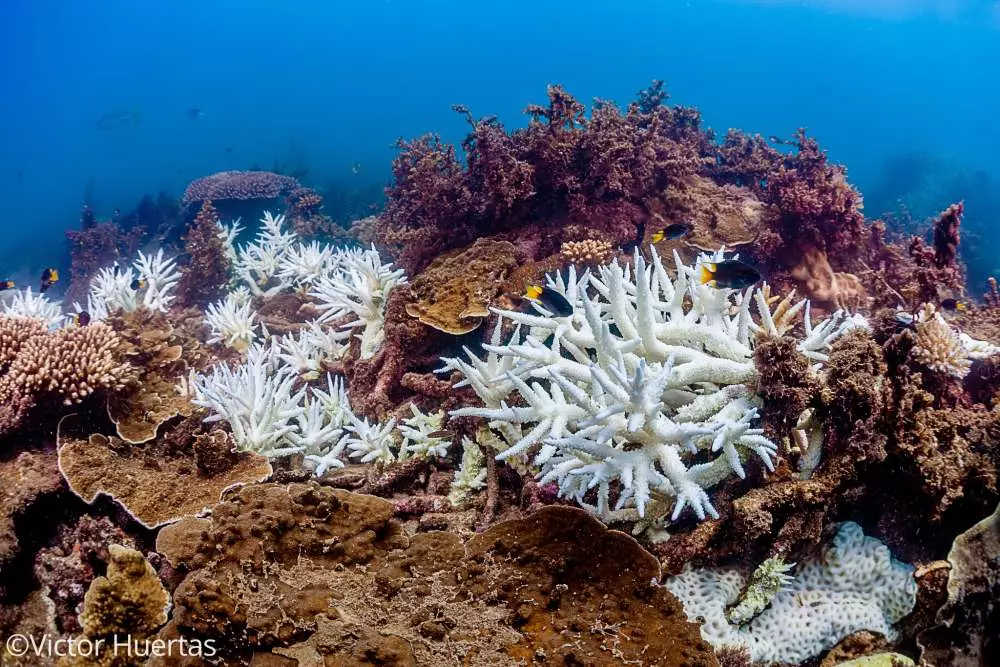 The Great Barrier Reef's Yekupedzisira Bleaching Chiitiko Ndiyo Yakanyanya Kupararira Zvichiri 314_1