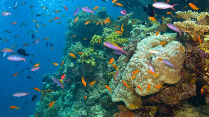 Great Barrier Reef Chini ya Tishio la Kuorodheshwa 'Tovuti ya Urithi wa Dunia Hatarini'