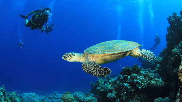 Os arrecifes de coral xeran 36.000 millóns de dólares en turismo, polo que debemos coidalos mellor