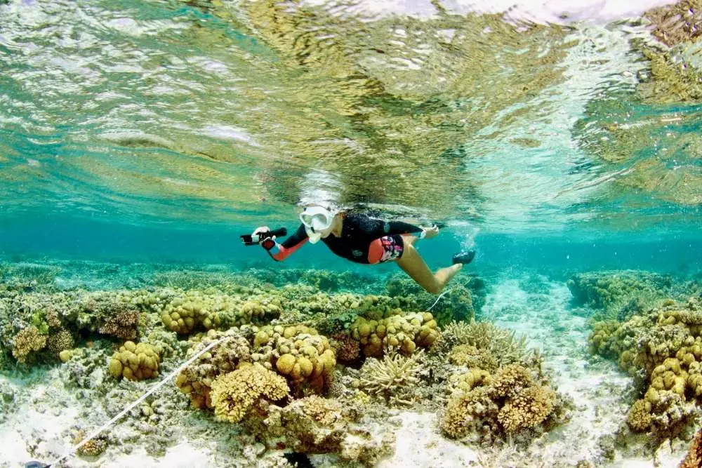 Док се корални гребени урушавају широм света, овај напредује