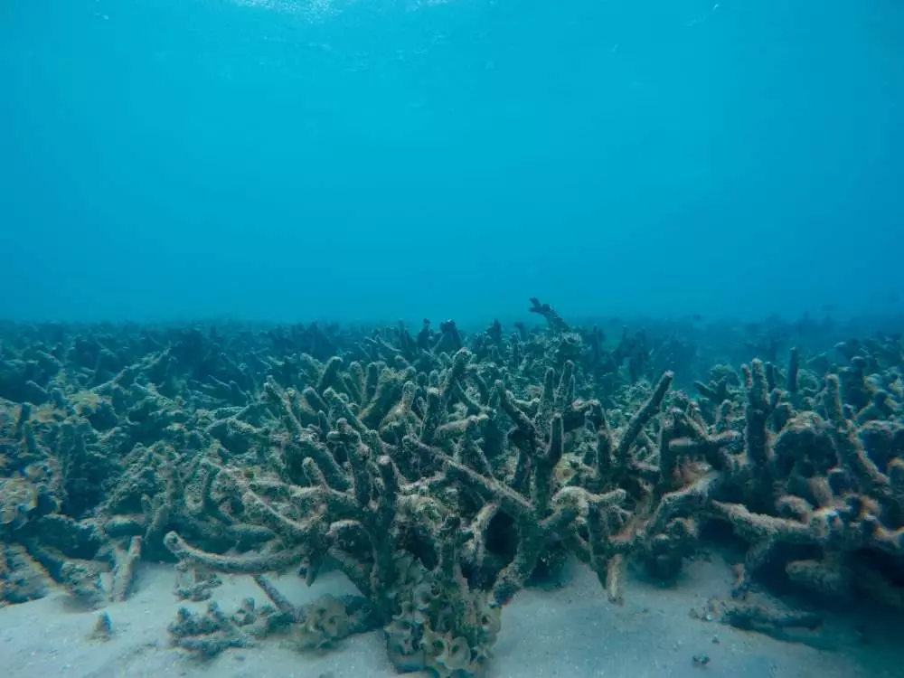 Samtang Ang mga Coral Reef Nahugno sa Tibuok Kalibutan, Kini Usa ka Mauswagon 317_2