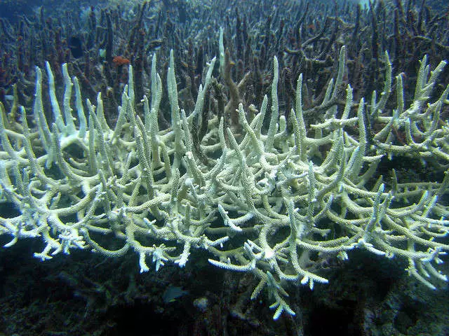 Is het Great Barrier Reef echt dood? 3227_2