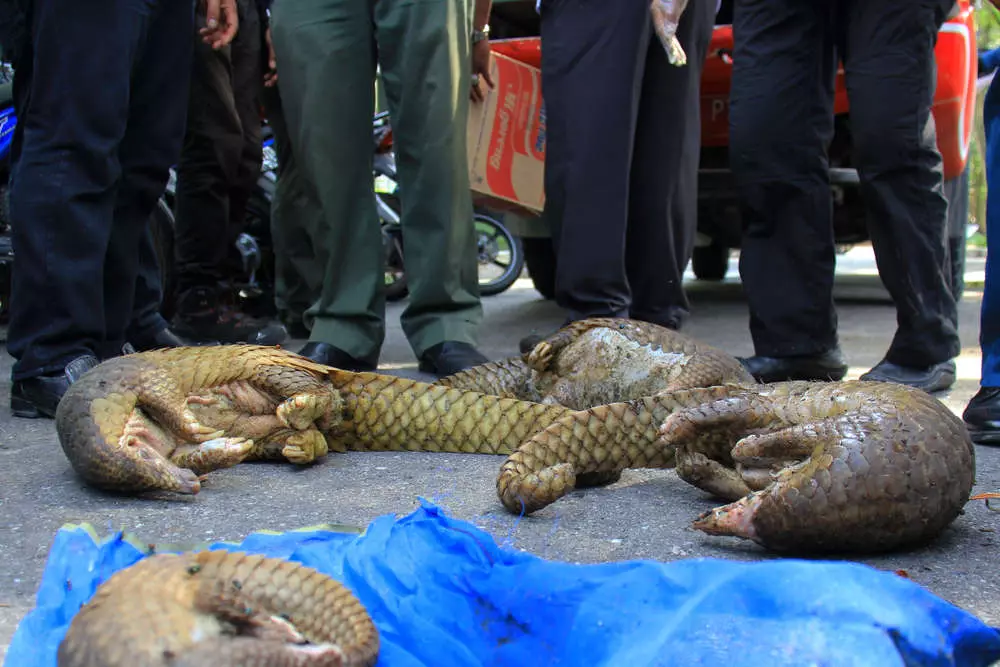 El coronavirus probablement no va saltar als humans dels pangolins, revela l'anàlisi genètica