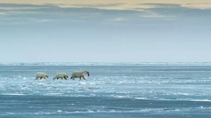 Alaskan Arctic Wildlife Refuge Yave Kuvhurika Kuchera Oiri