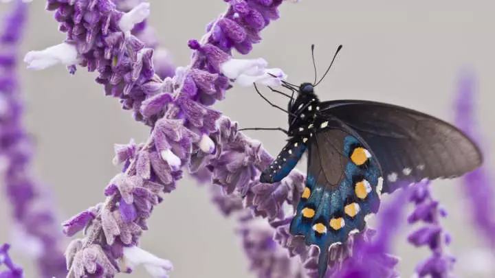 Rusvingo rwaTrump Border Runogona Kuuraya Texas Butterfly Sanctuary