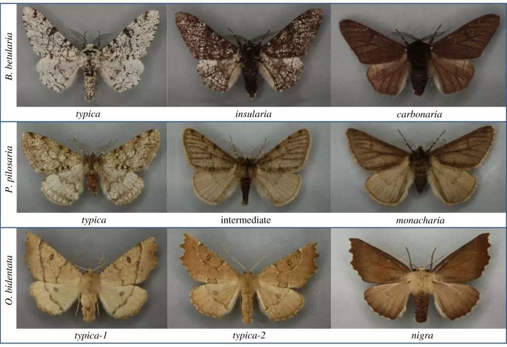 As mariposas em toda a Grã-Bretanha evoluíram para cores mais escuras devido à poluição da Revolução Industrial? 3362_1