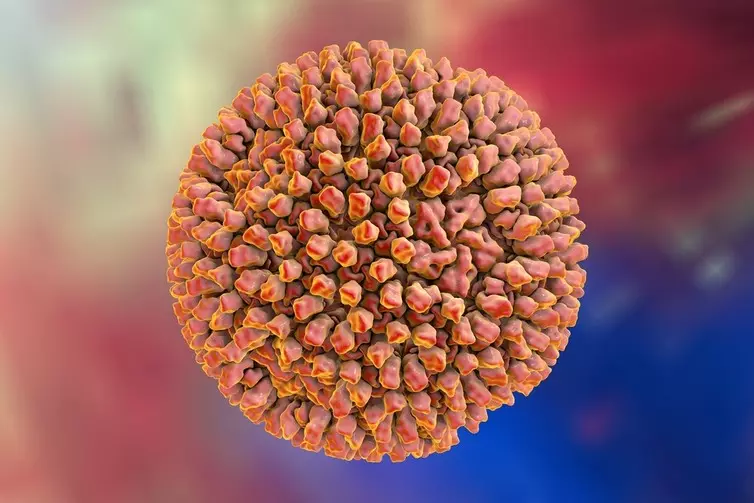 'N Algemene virus kan help om lewerkanker en hepatitis C te beveg 3566_2