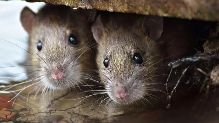 Gli scienziati hanno insegnato ai topi a giocare a nascondino e li ha letteralmente fatti saltare di gioia