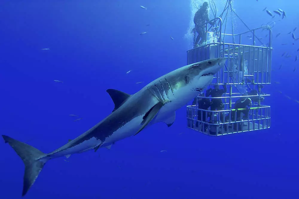 Das Schwimmen mit Haien bringt die Menschen dazu, sie zu retten 3650_1