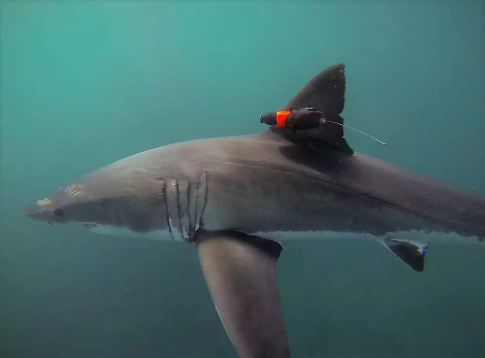 Wittenskippers fêstmakke in kamera oan in jacht op grutte wite haai en de fideo is geweldig 3652_1