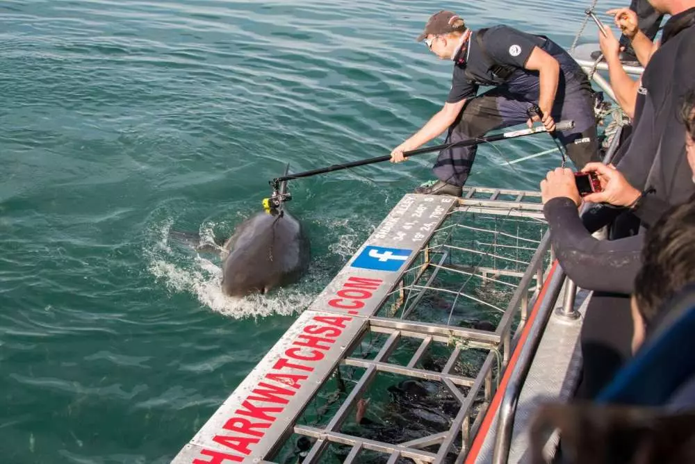 Vědci připevnili fotoaparát k lovu velkého bílého žraloka a video je úžasné 3652_2