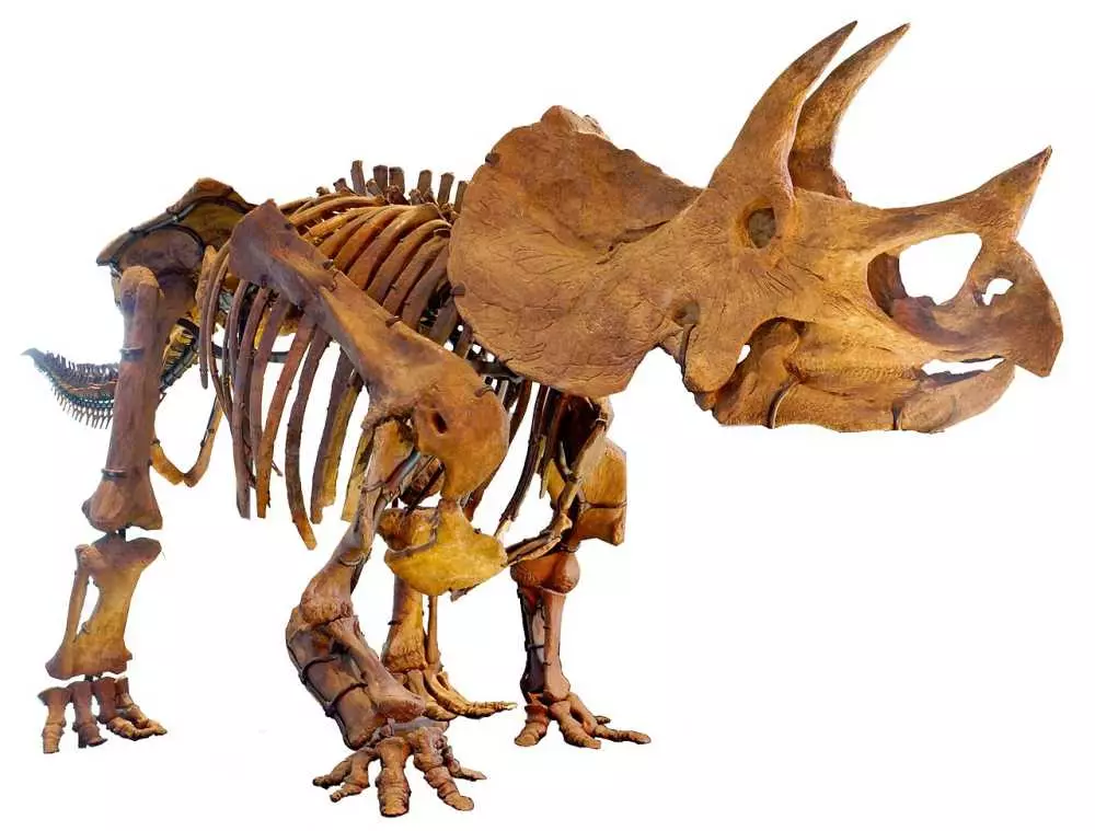 Savci začali ovládnout svět dávno předtím, než dinosauři zahynuli 3665_2