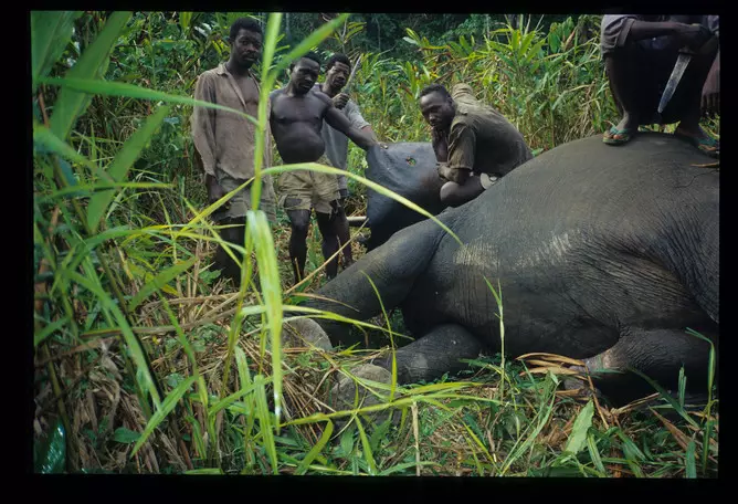 Hvor er All The Ivory fra? Brug af retsmedicin og elefant-DNA til at stoppe krybskytter 3683_1