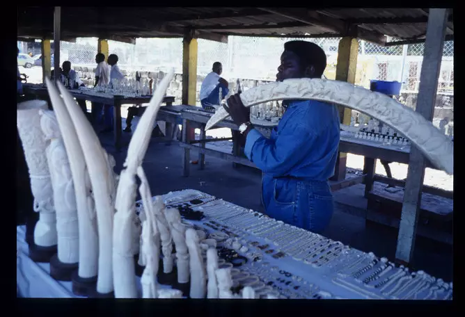 Откъде е цялата слонова кост? Използване на съдебна медицина и ДНК на слонове за спиране на бракониери 3683_2