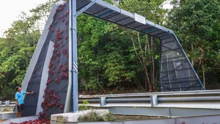 Krappe Kry 'n Veiligheidsbrug vir deurgang na die see