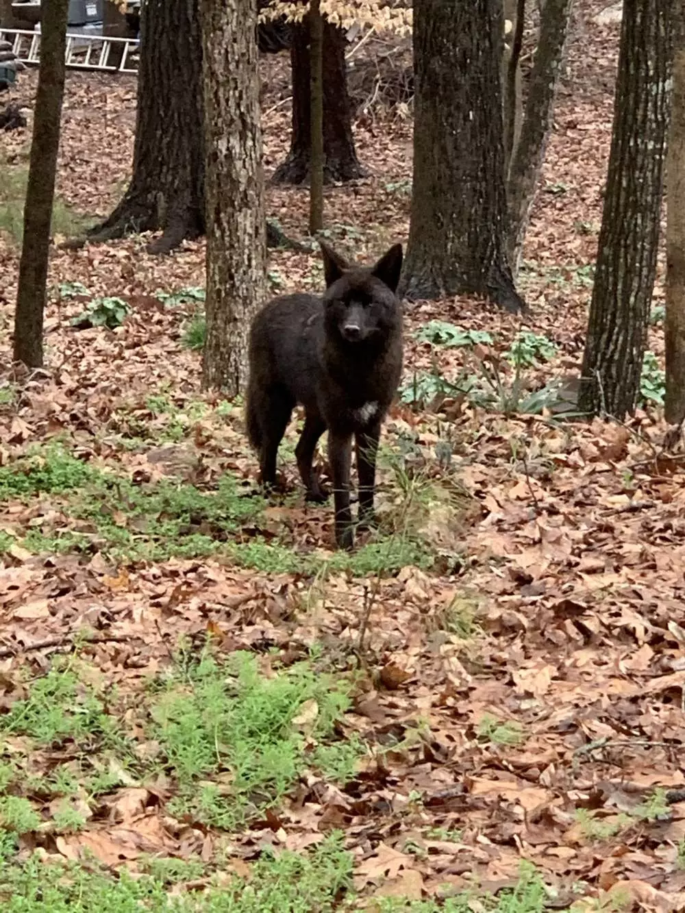 Kenners vang skaars geheel-swart Coyote op video-speel met Groot Pireneë vas